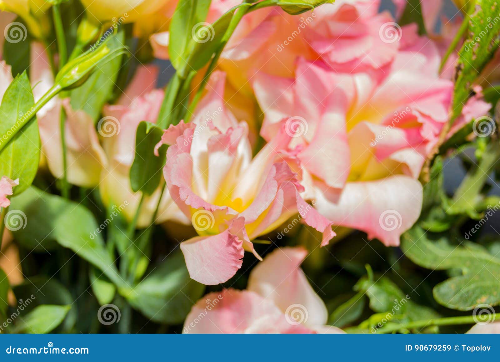 Pink eustoma flowers. stock image. Image of flora, eustoma - 90679259