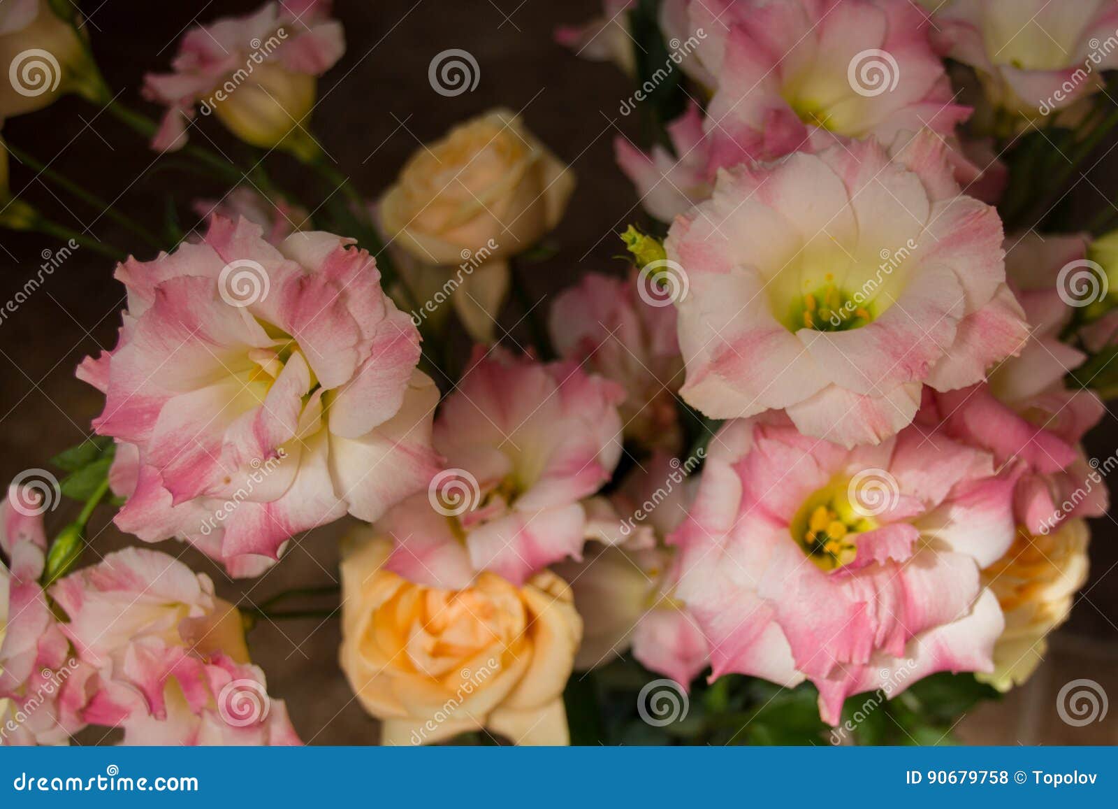 Pink eustoma flowers. stock photo. Image of petals, plant - 90679758