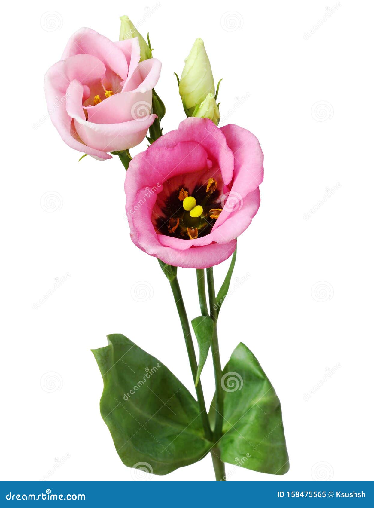 Pink eustoma flowers stock image. Image of pink, eustoma - 158475565