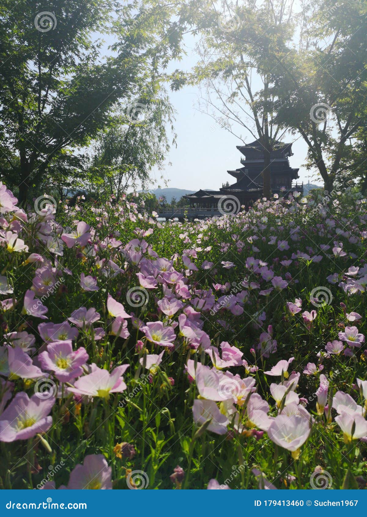 Pink Evening Primrose stock photo. Image of evening - 179413460