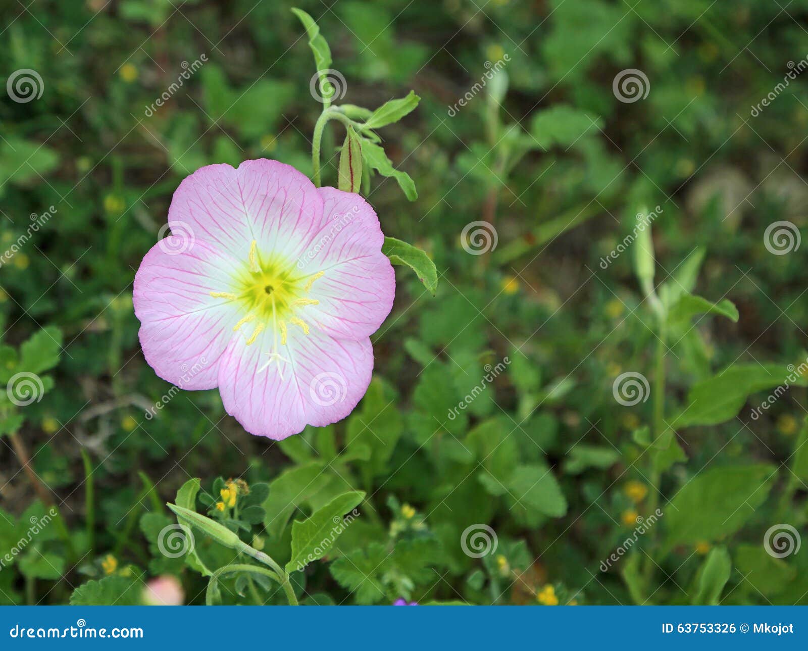 Pink Evening Primrose Flower Stock Photo - Image of outdoors, primrose ...