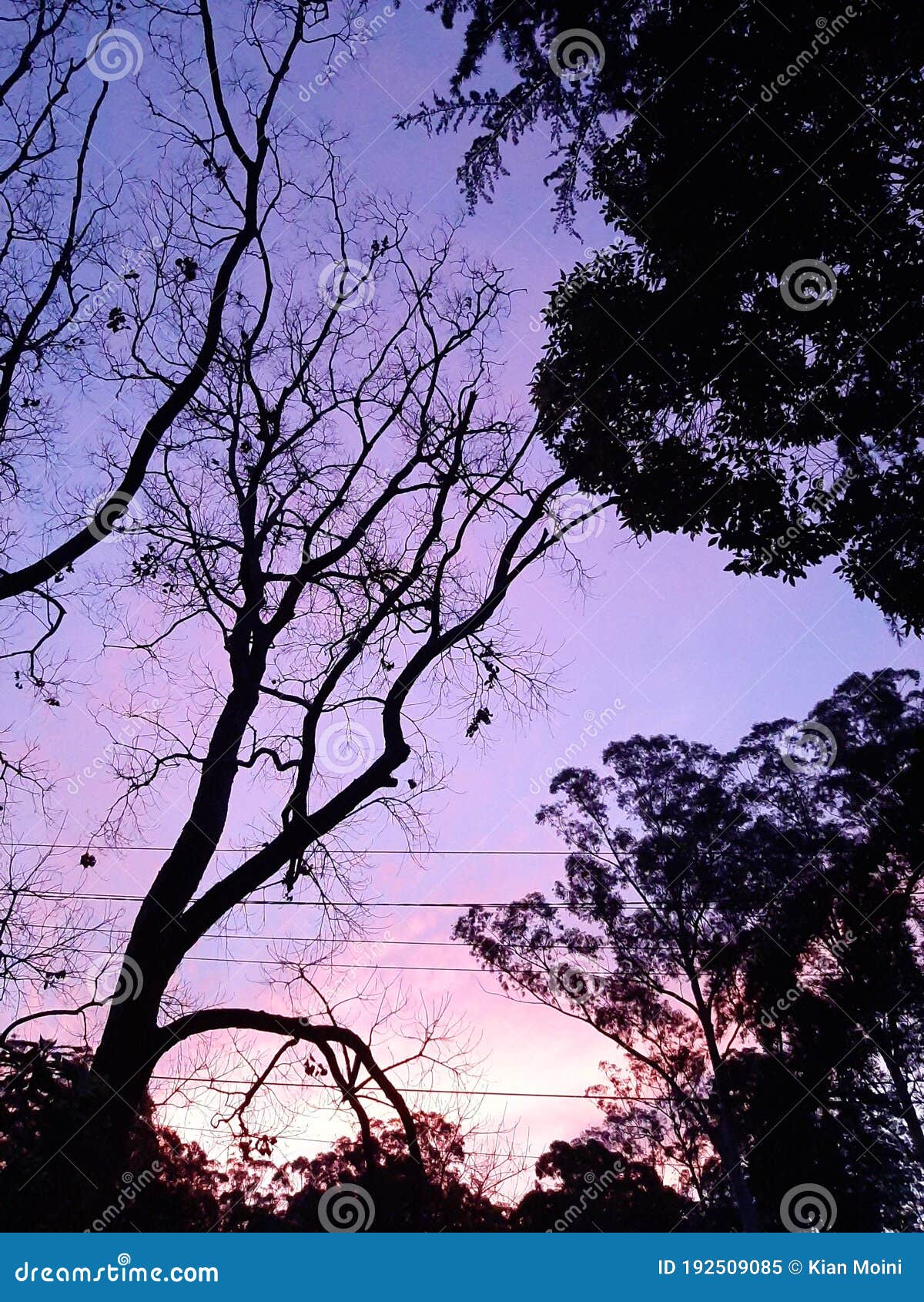 Pink Evening Sky stock image. Image of tree, evening - 192509085