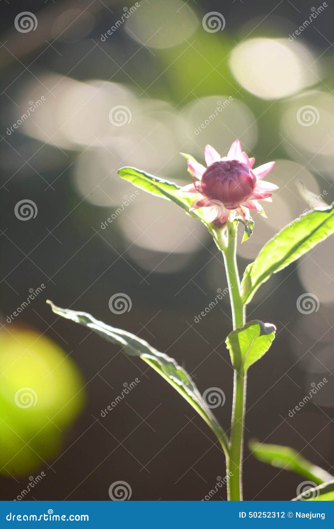 Pink Everlasting flower stock photo. Image of field, closeup - 50252312