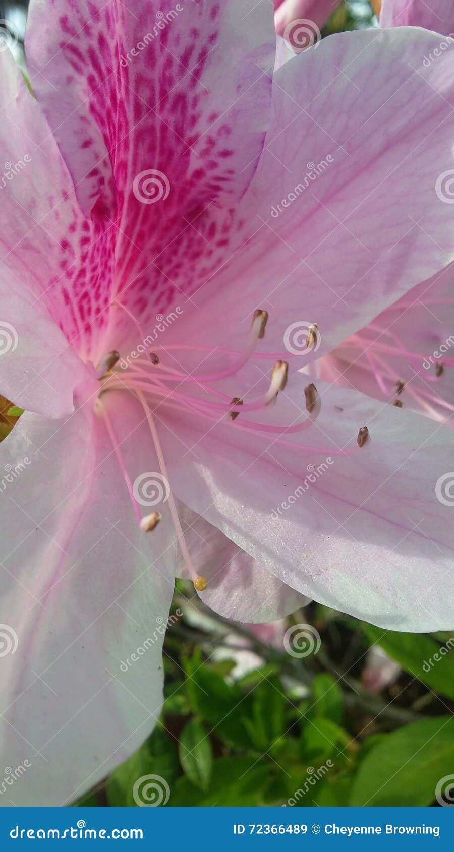 Pink Explosion stock image. Image of flower, orlando - 72366489