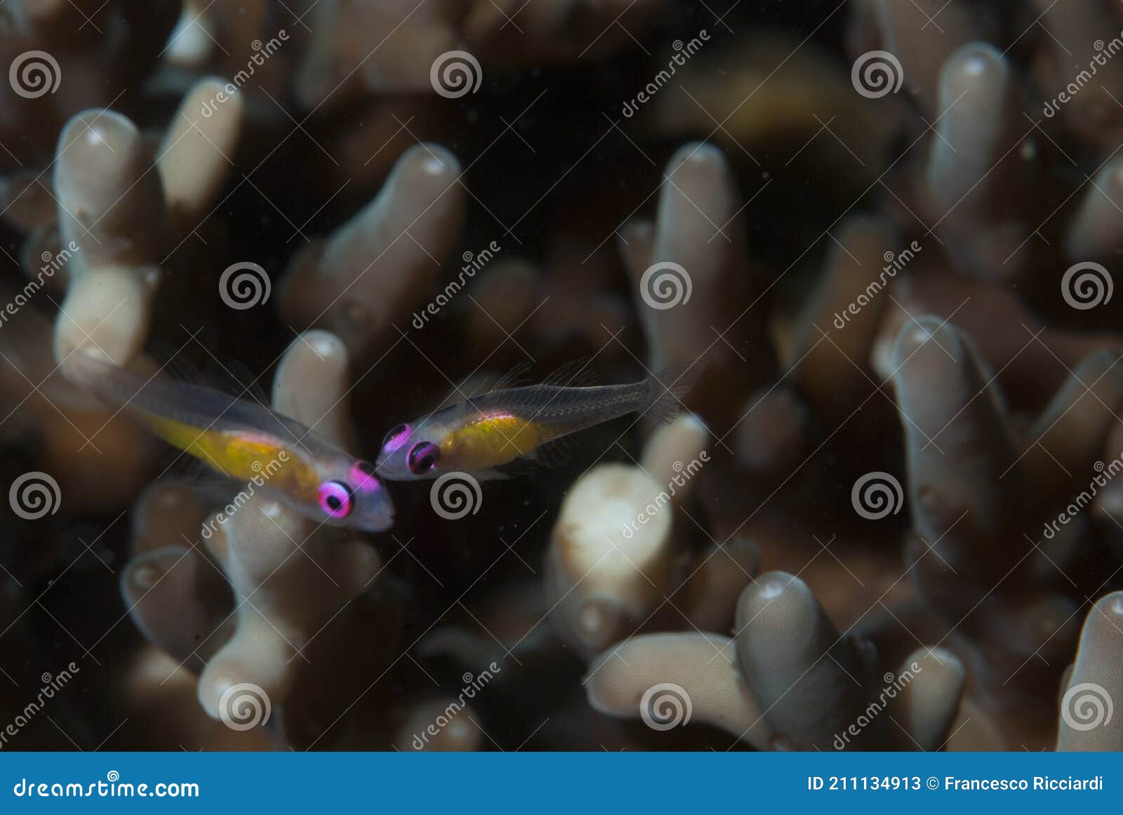 Pink-eye Goby Bryaninops Natans Stock Image - Image of gobies, fish ...