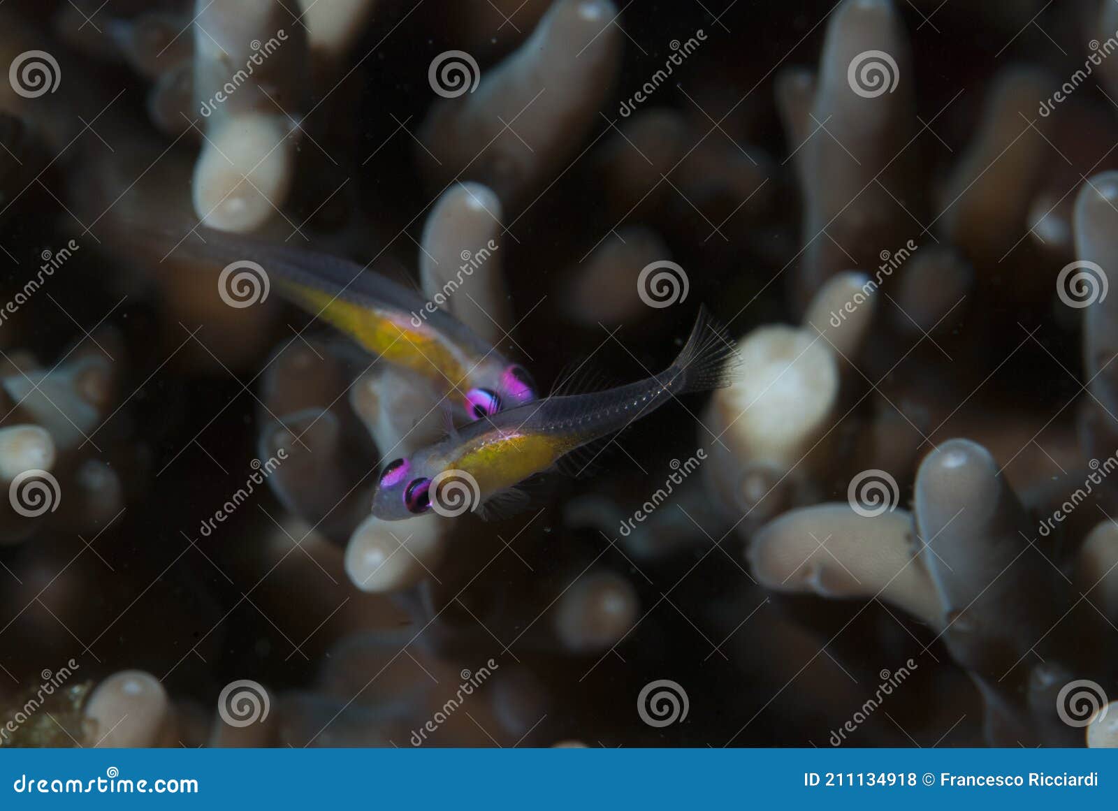 Pink-eye Goby Bryaninops Natans Stock Photo - Image of location, reefs ...