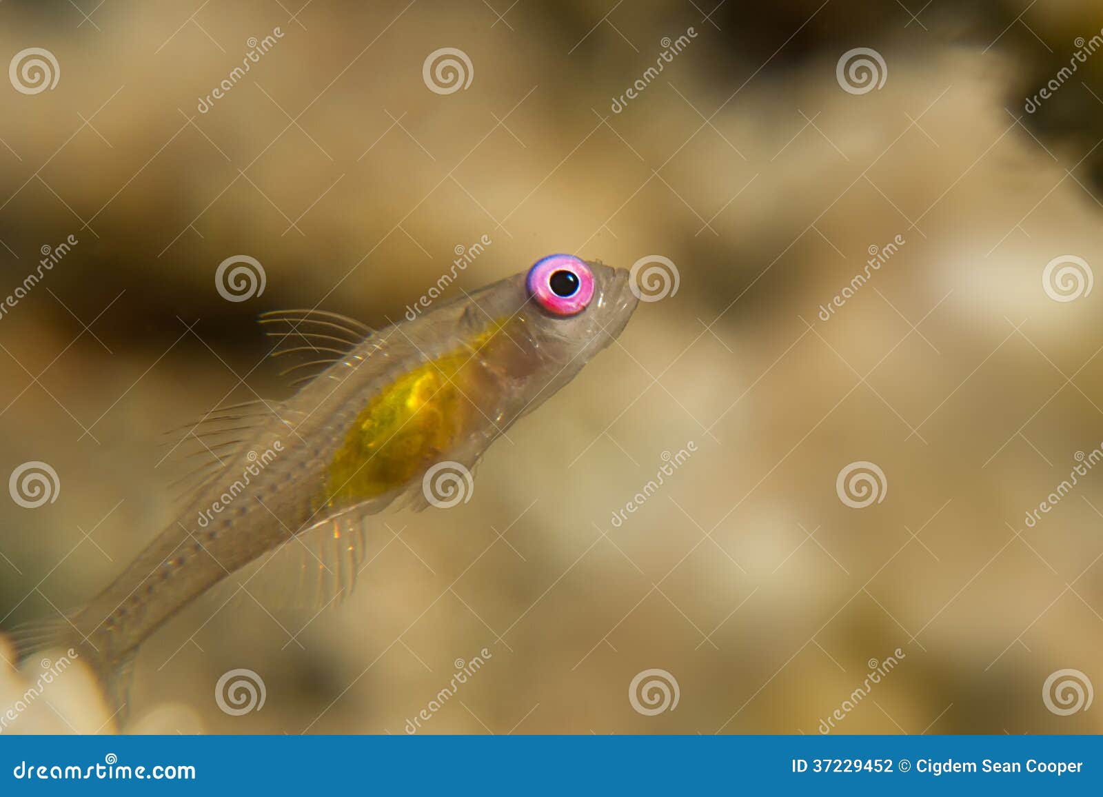 Pink eye Goby stock photo. Image of pinkeye, pleurosicya - 37229452