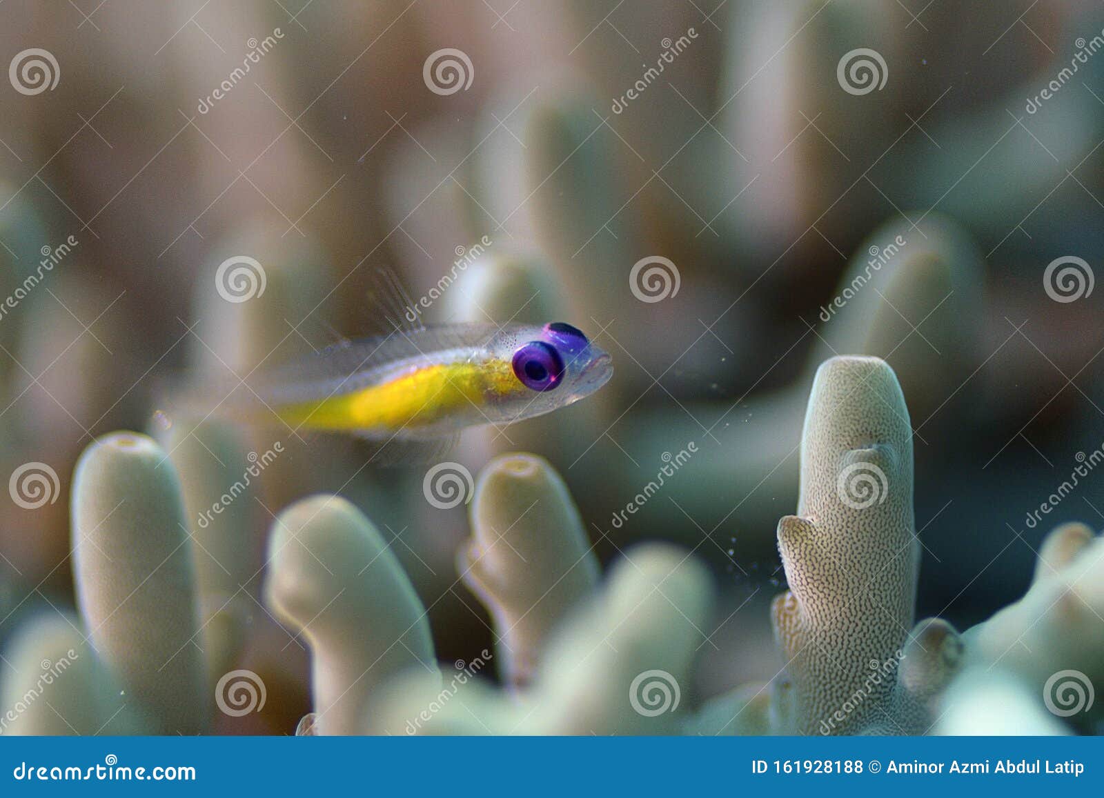 Pink eye goby stock photo. Image of underwater, goby - 161928188