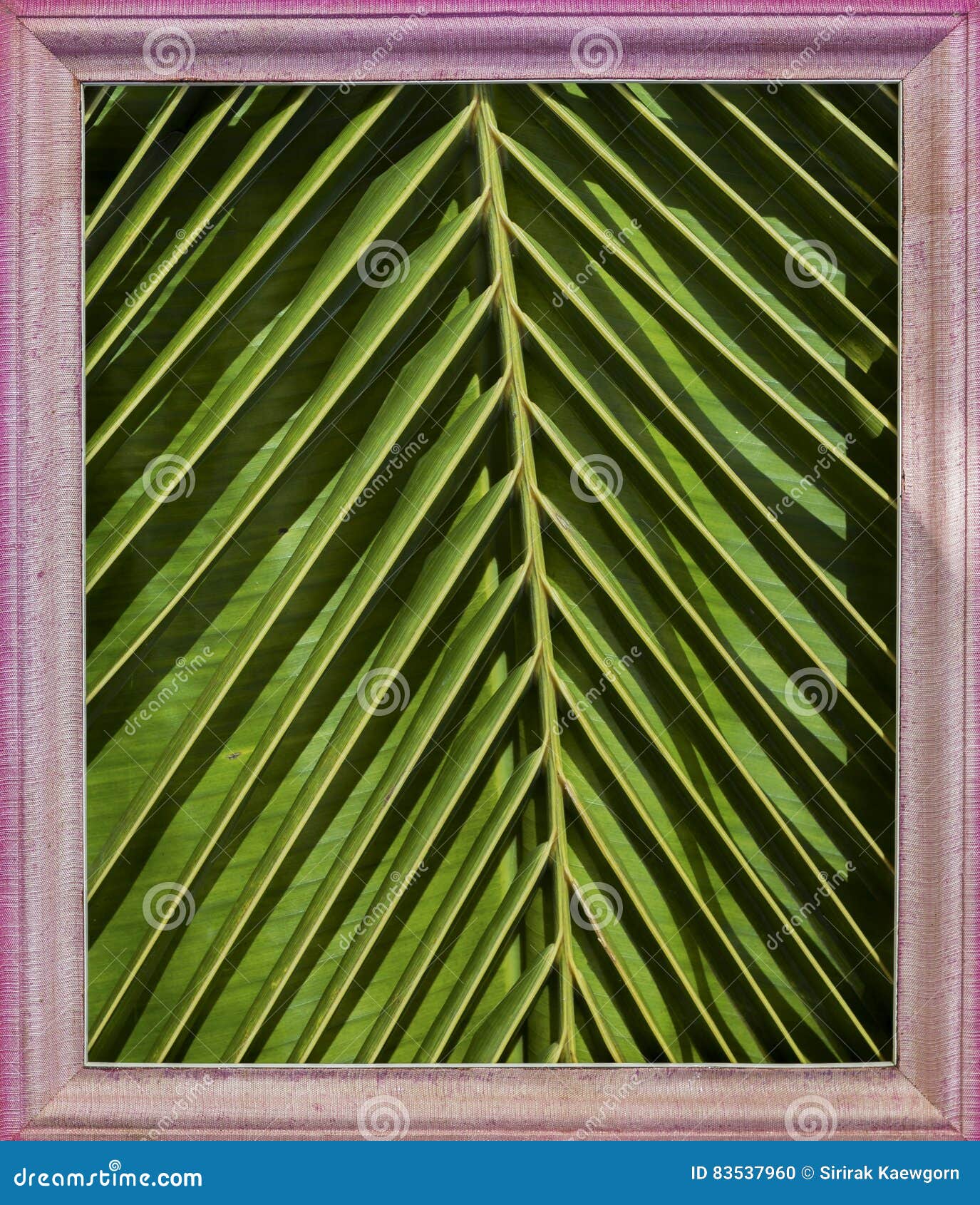 Pink Fabric Picture Frame with Green Coconut Leaf Stock Photo - Image ...