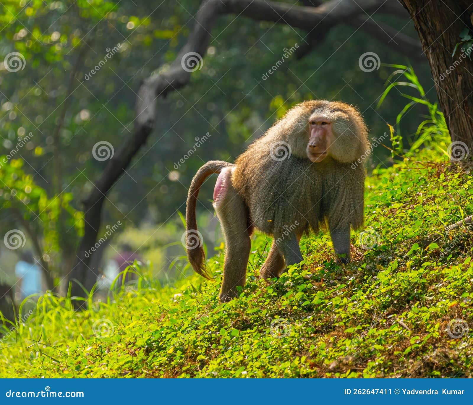 A Pink Face Baboon stock image. Image of beautiful, wild - 262647411