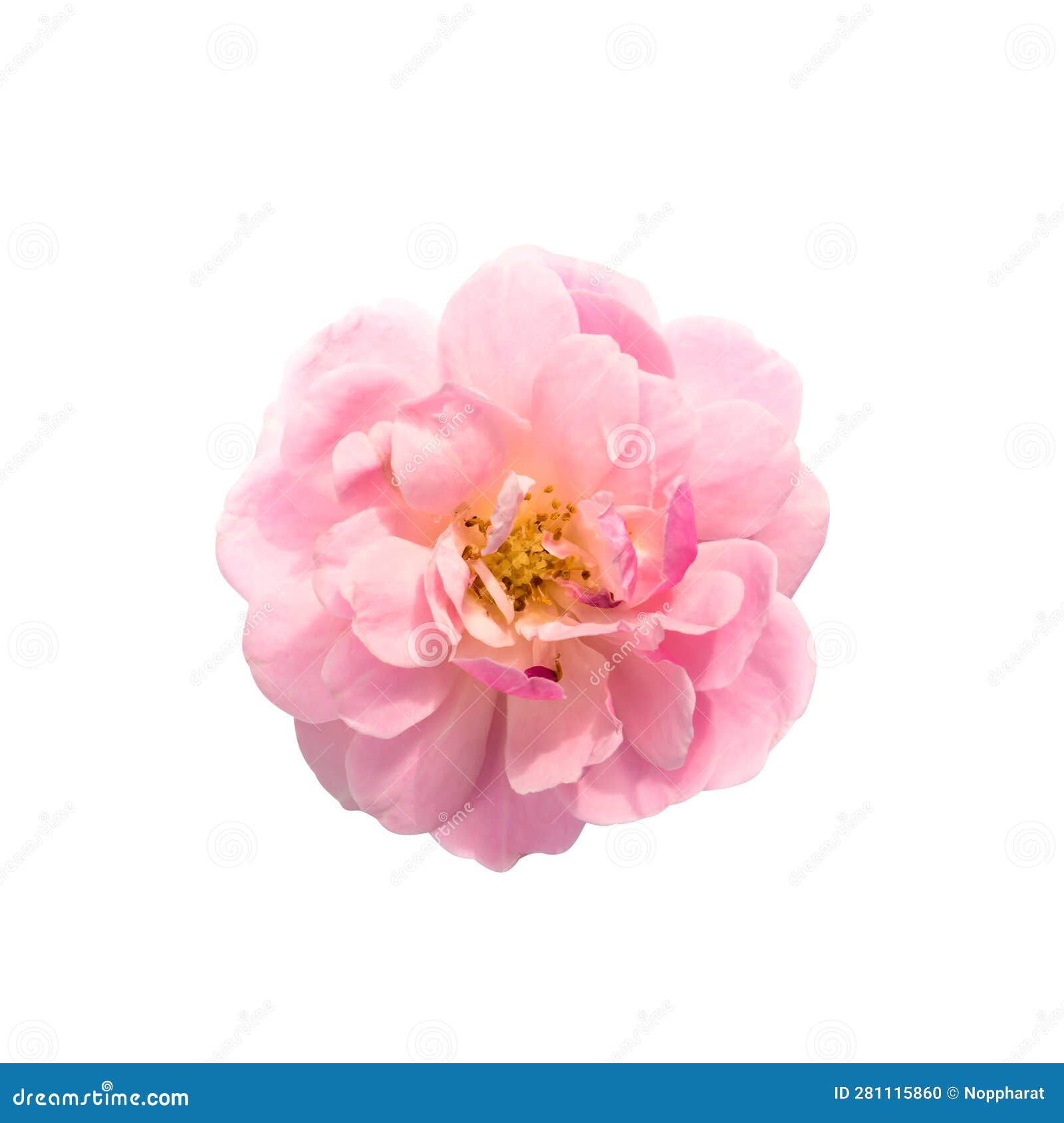 The Pink Fairy Rose Flower on White Stock Photo - Image of dating ...