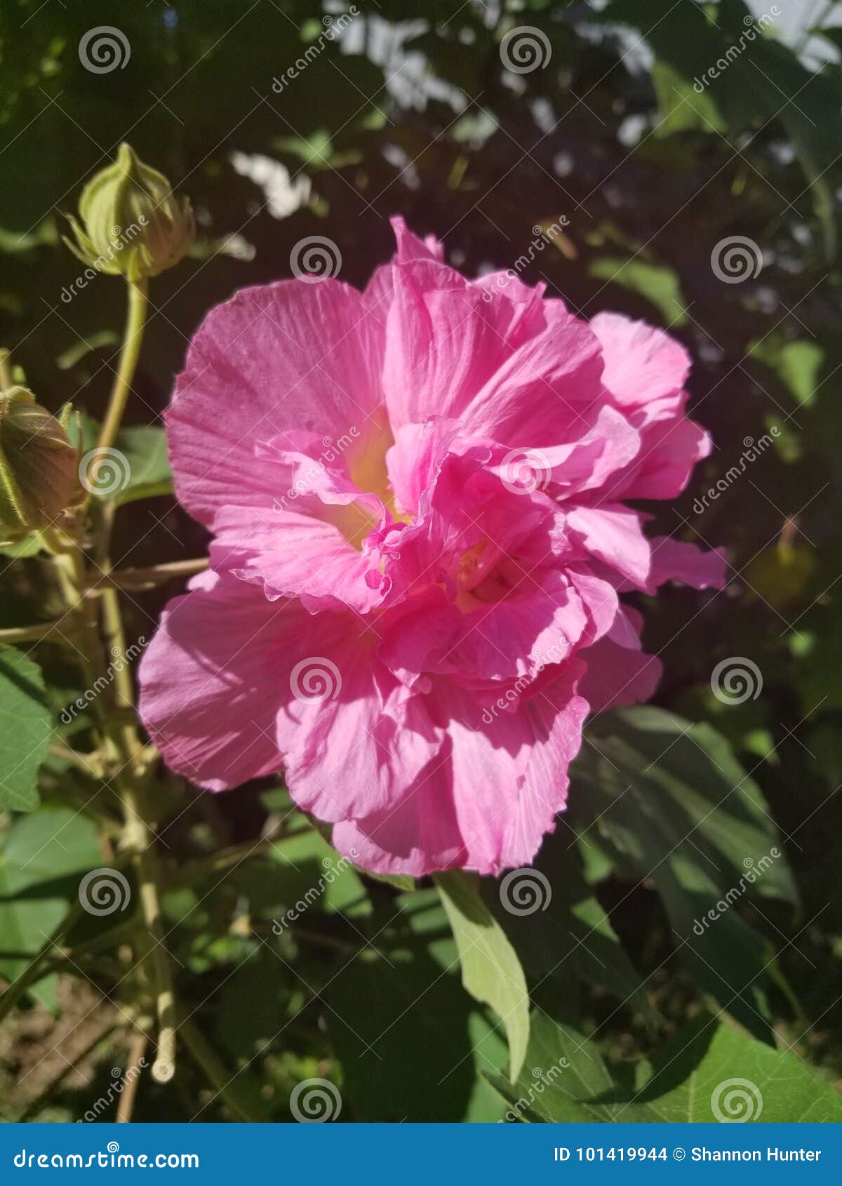 Late bloomer stock photo. Image of bloomer, pink, hibiscus - 101419944