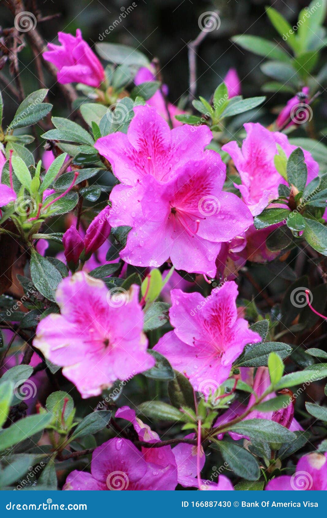 Pink Fall Flowers with Reddish Highlights Stock Photo - Image of ...