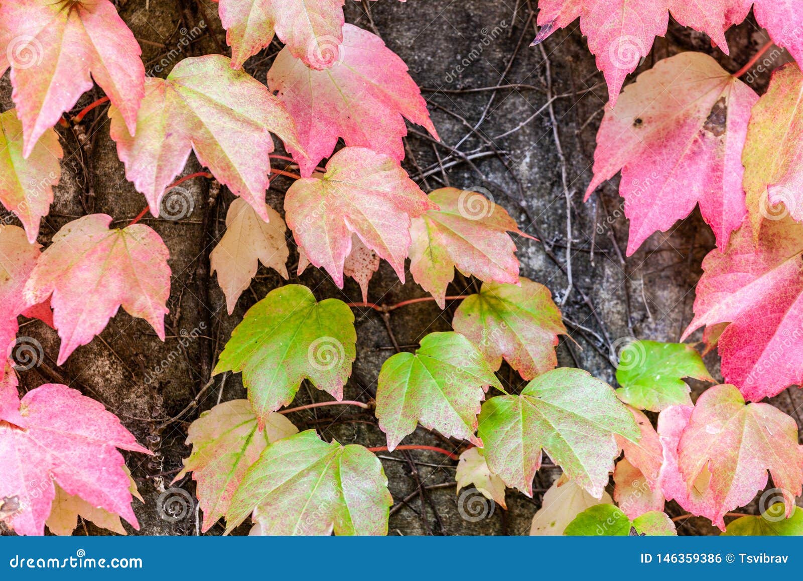 Pink Fall Leaf On Maple Tree Close-up, Nature Patterns, Texture Stock ...