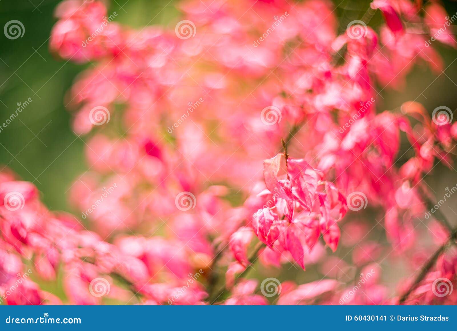 Pink Fall Leaf On Maple Tree Close-up, Nature Patterns, Texture Stock ...
