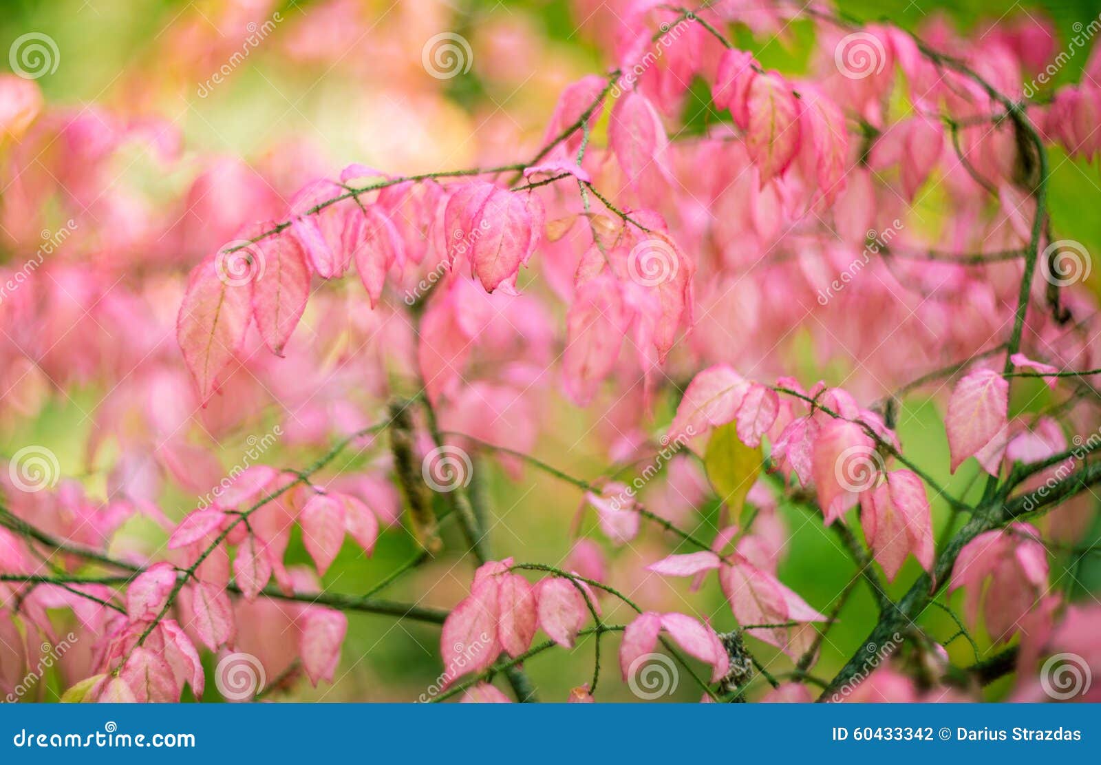 Pink Fall Leaf On Maple Tree Close-up, Nature Patterns, Texture Stock ...