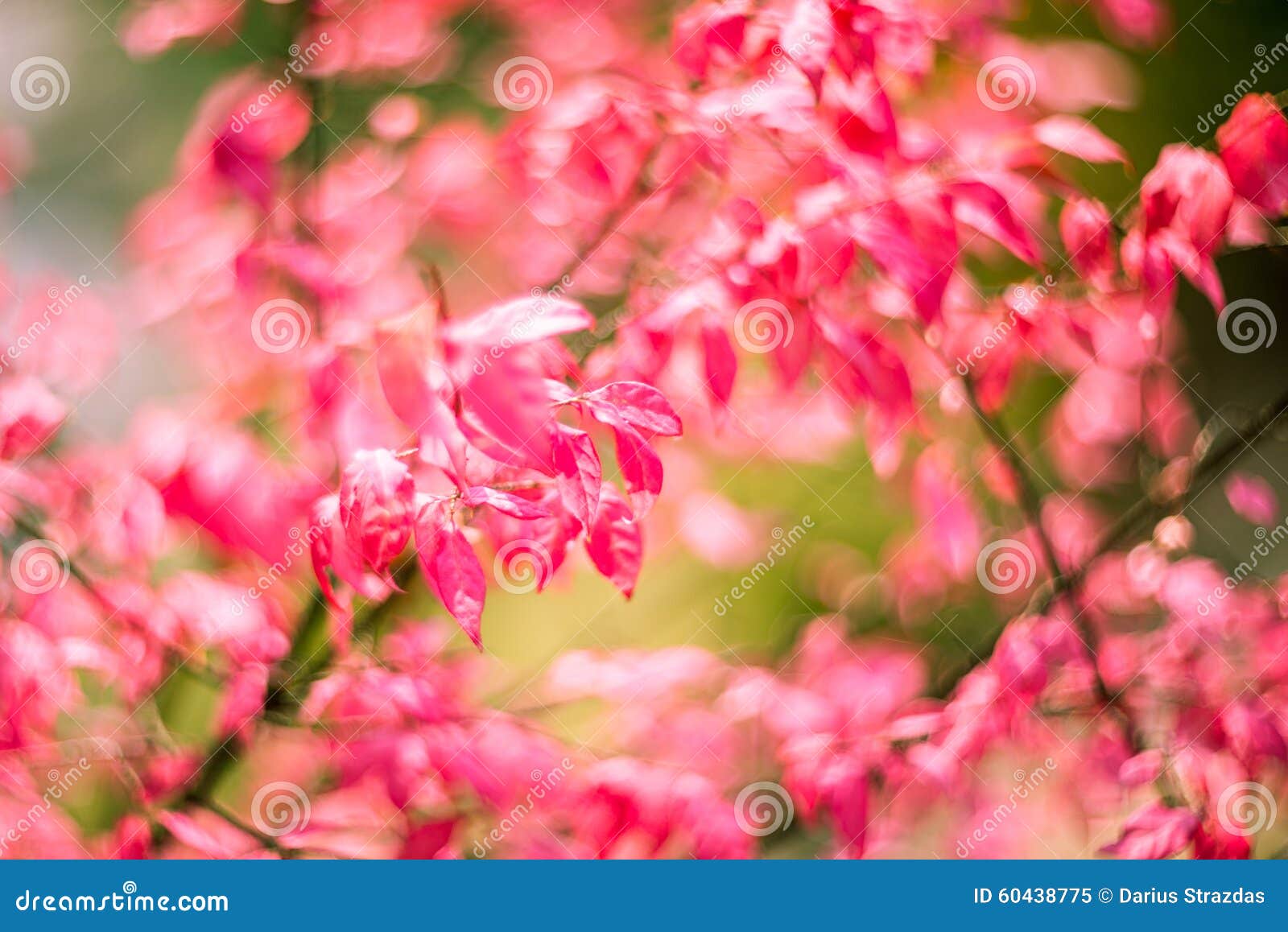 Pink Fall Leaf On Maple Tree Close-up, Nature Patterns, Texture Stock ...