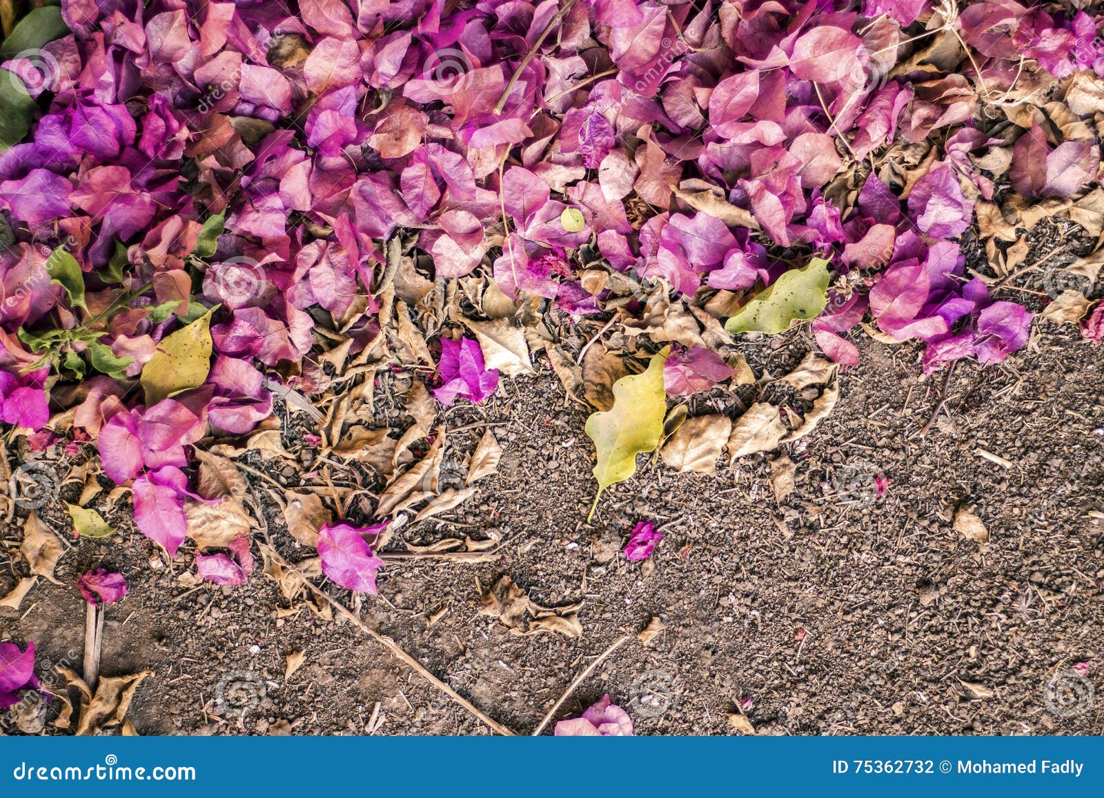 Pink Fallen Flowers on Soil, Abstract Background Stock Photo - Image of ...
