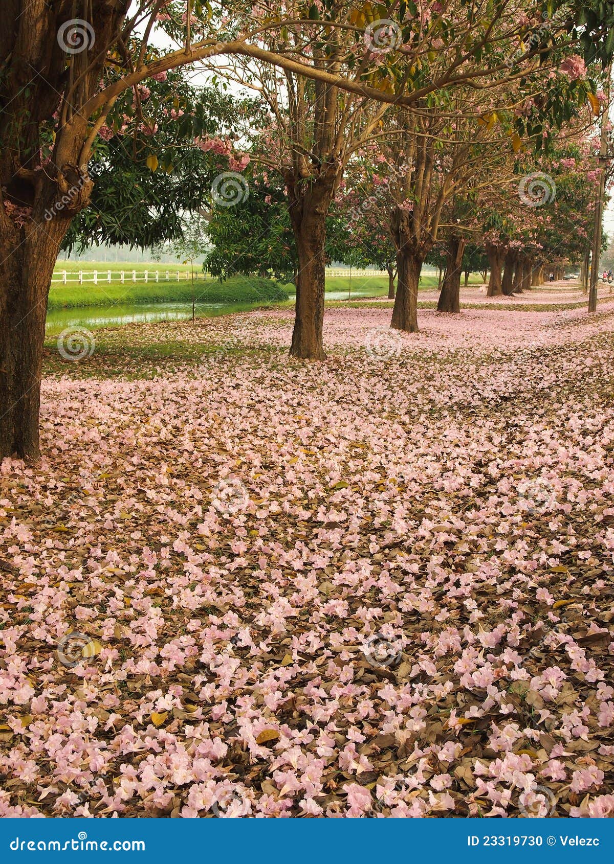 Pink falling flower stock photo. Image of nature, bloom - 23319730