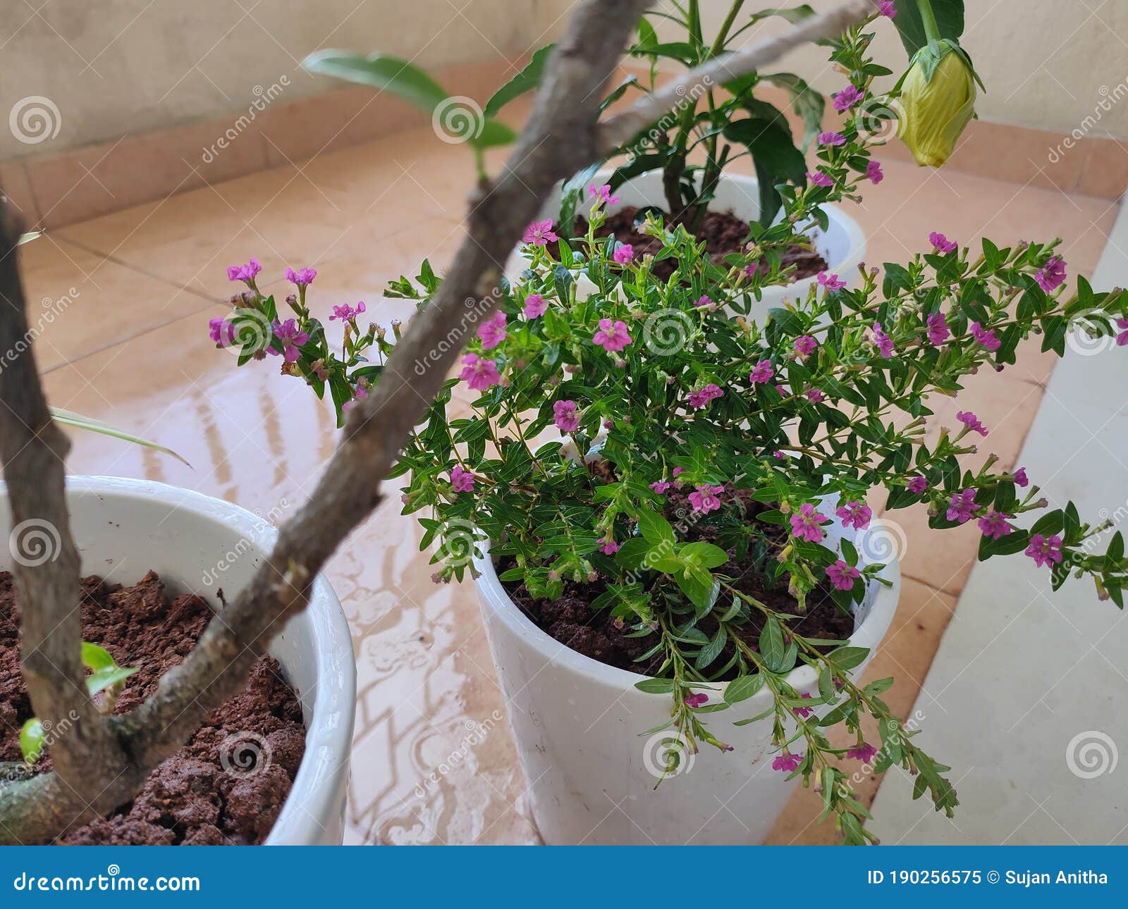 False Heather Or Cuphea Hyssopifolia Royalty-Free Stock Photo ...