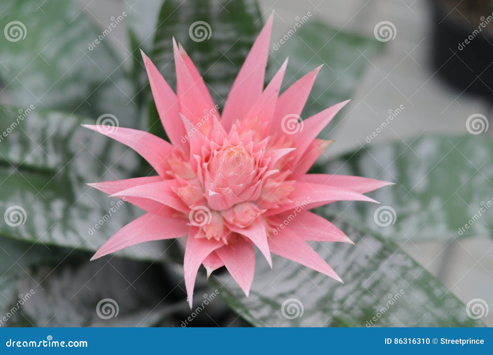 Pink Fat plant stock photo. Image of spine, macro, rural - 86316310