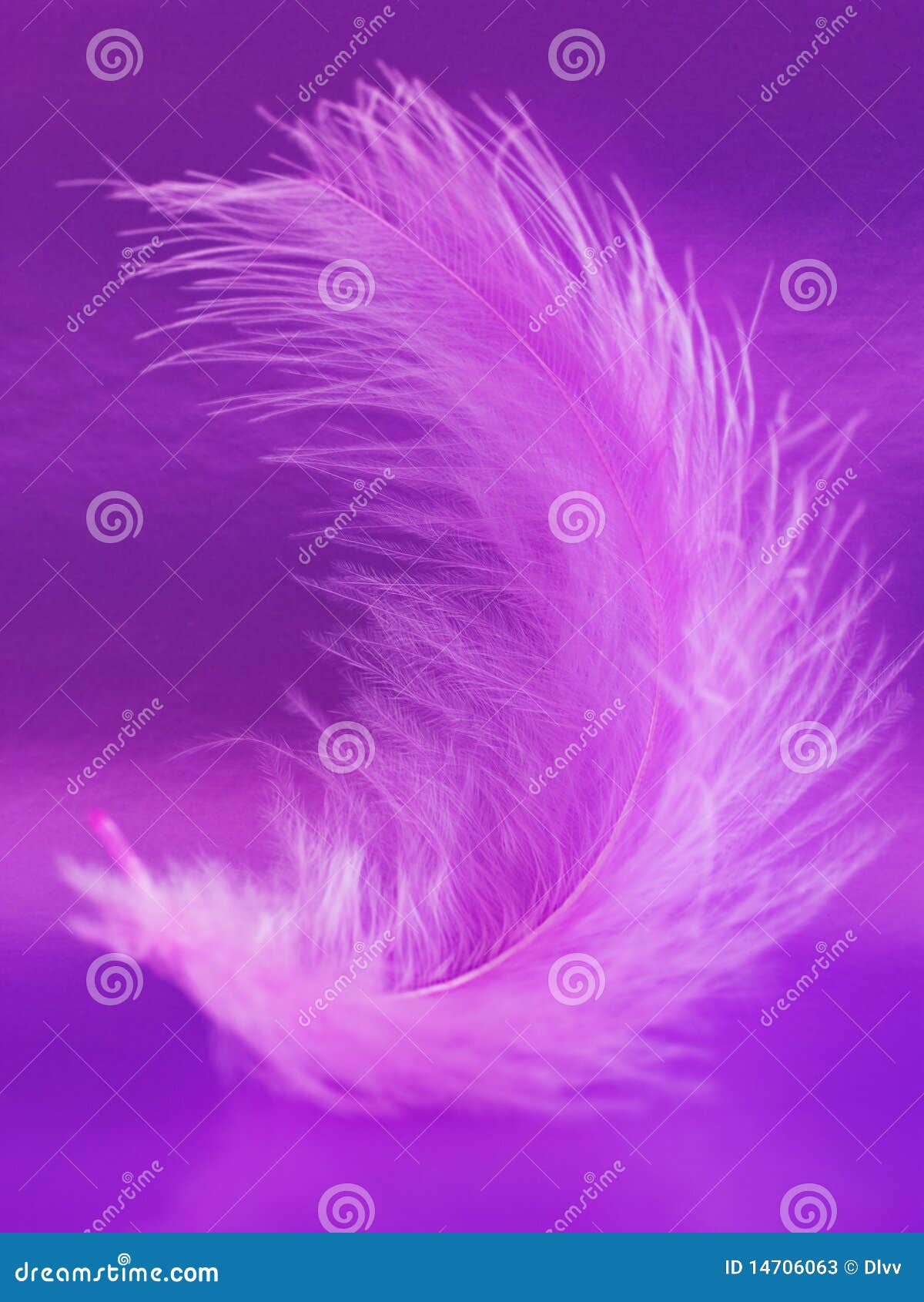Pink feather stock image. Image of close, bokeh, exquisite - 14706063