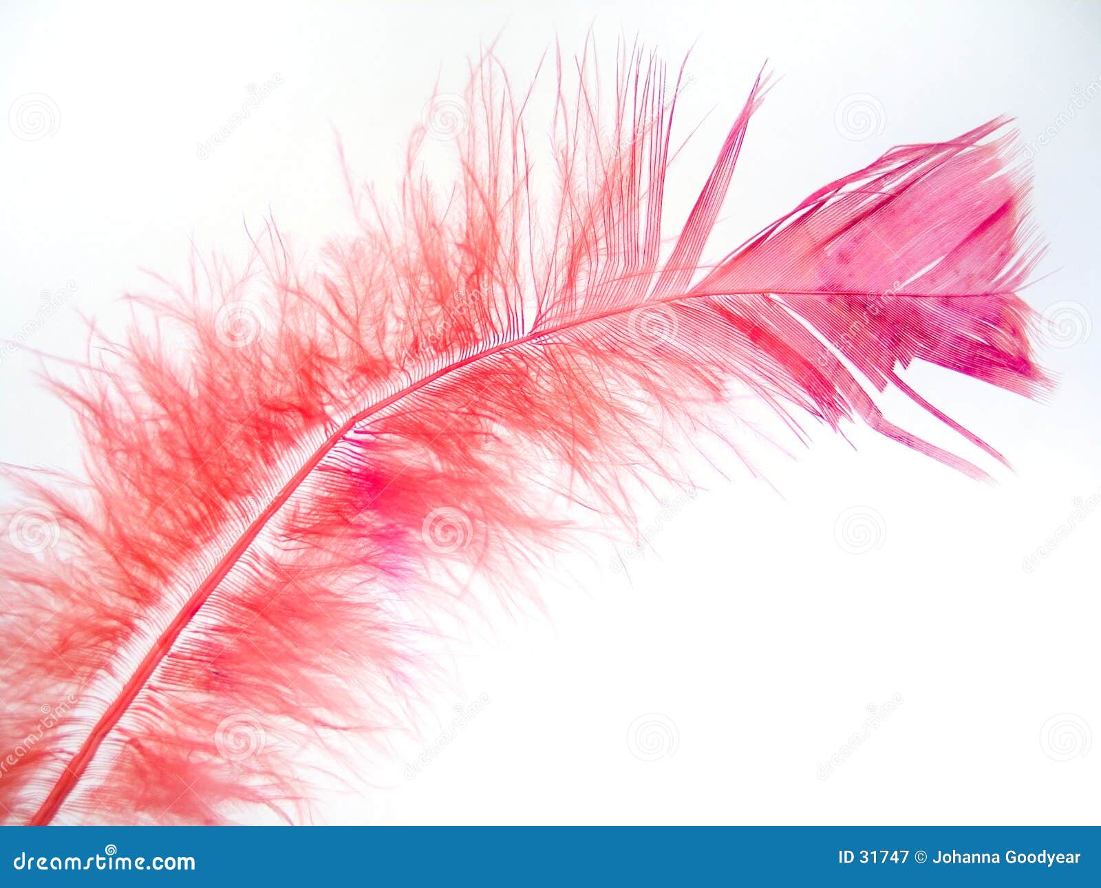 Pink Feather 2 stock image. Image of flocks, cleaning, nature - 31747