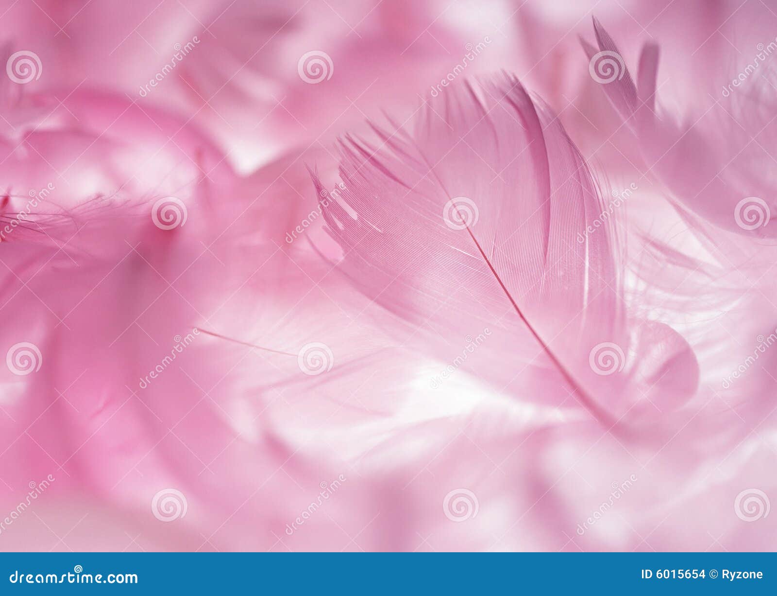 Pink Feather stock photo. Image of smooth, feather, pink - 6015654