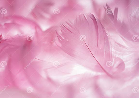 Pink Feather stock photo. Image of smooth, feather, pink - 6015654