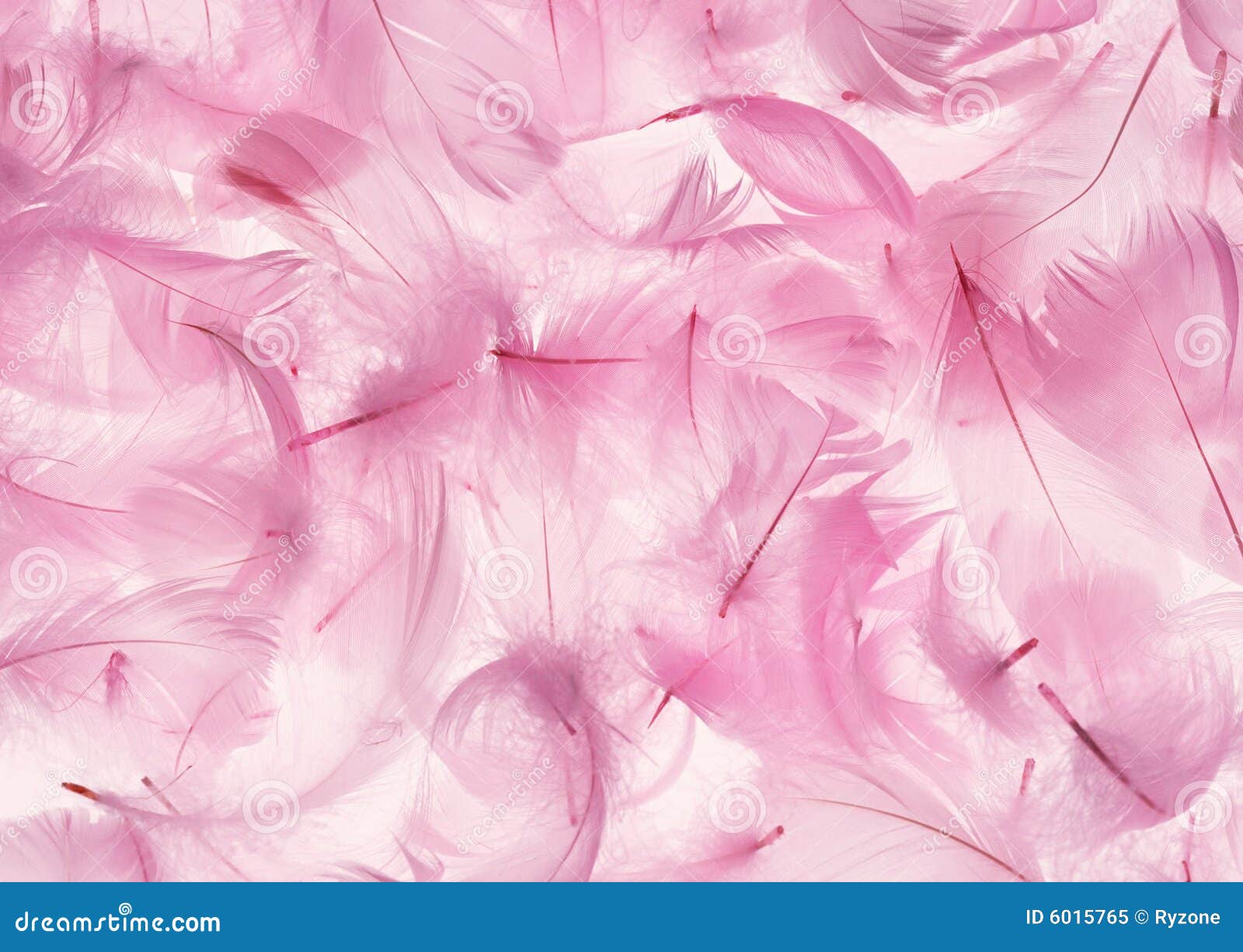 Pink Feather stock image. Image of smooth, structure, beautiful - 6015765