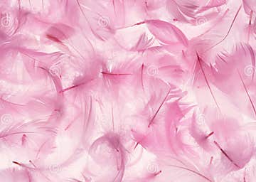 Pink Feather stock image. Image of smooth, structure, beautiful - 6015765