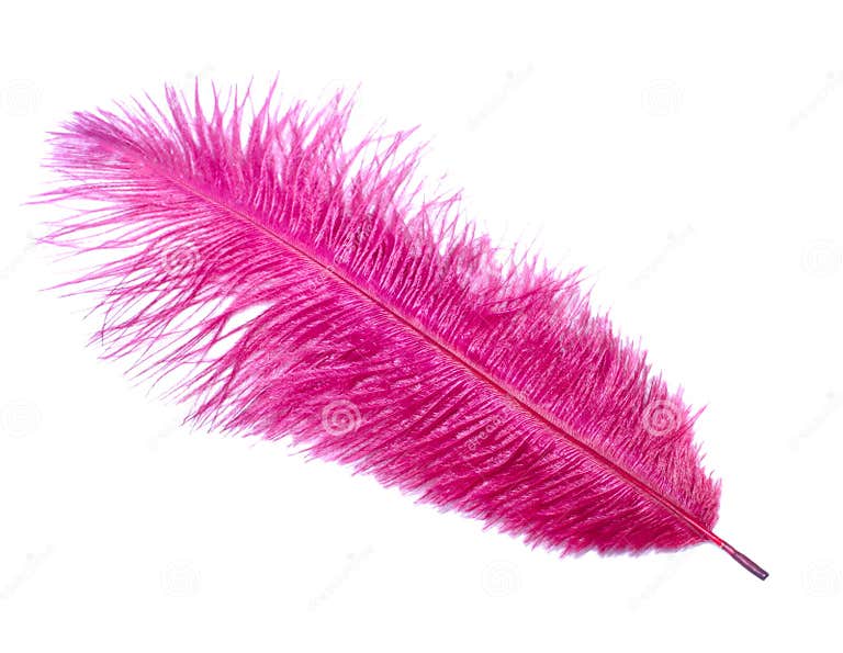 Pink feather stock photo. Image of natural, pink, close - 8008894