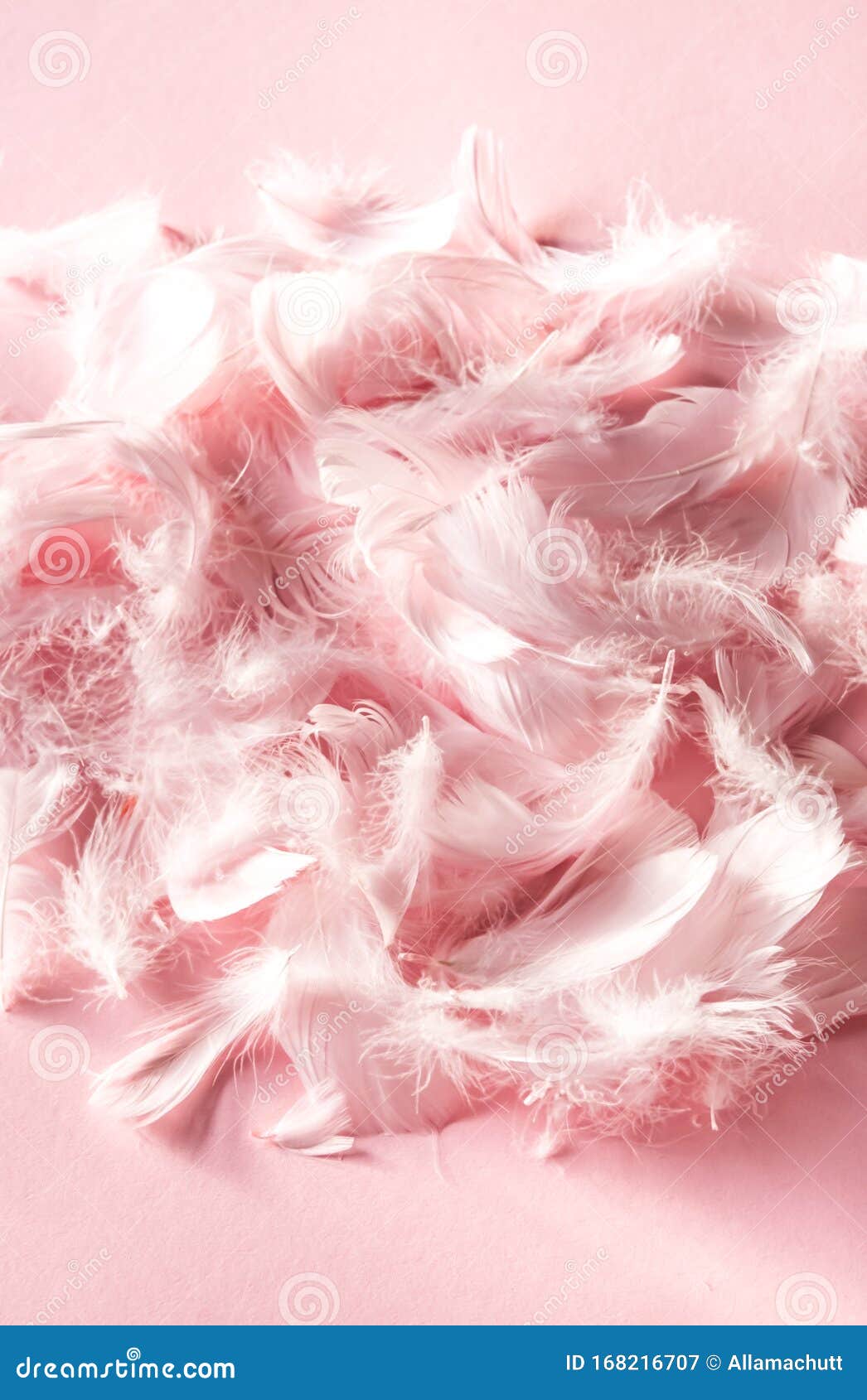 Pink feather background. stock image. Image of gentle - 168216707