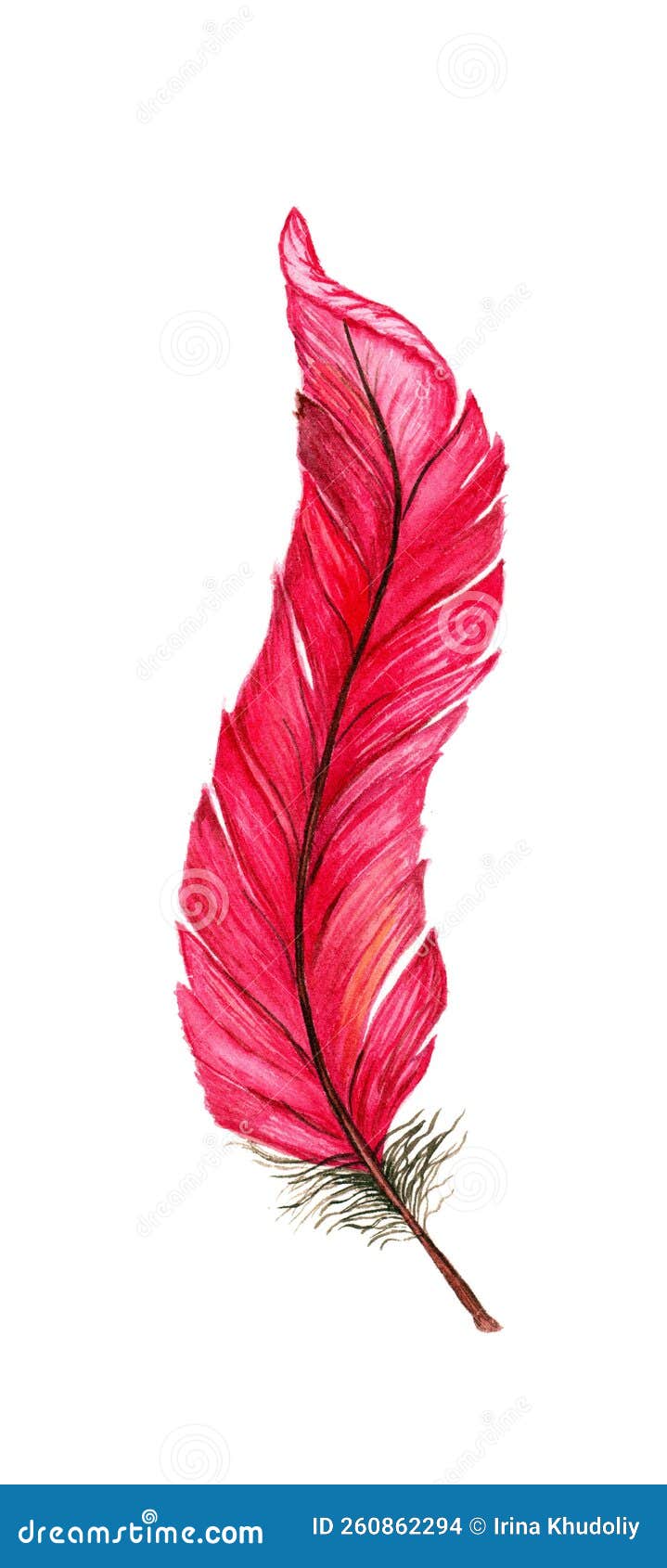 Pink feather stock photo. Image of elegance, feather - 260862294