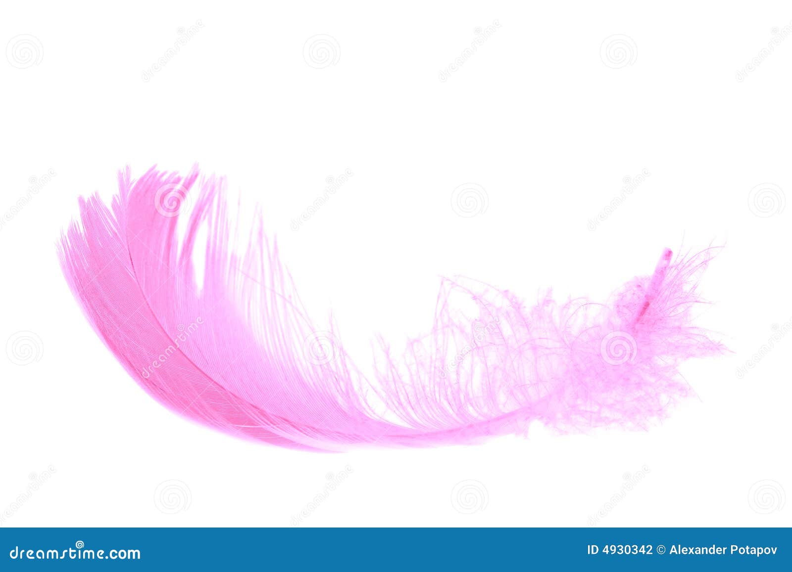 Pink Feather Royalty-Free Stock Image | CartoonDealer.com #22290568