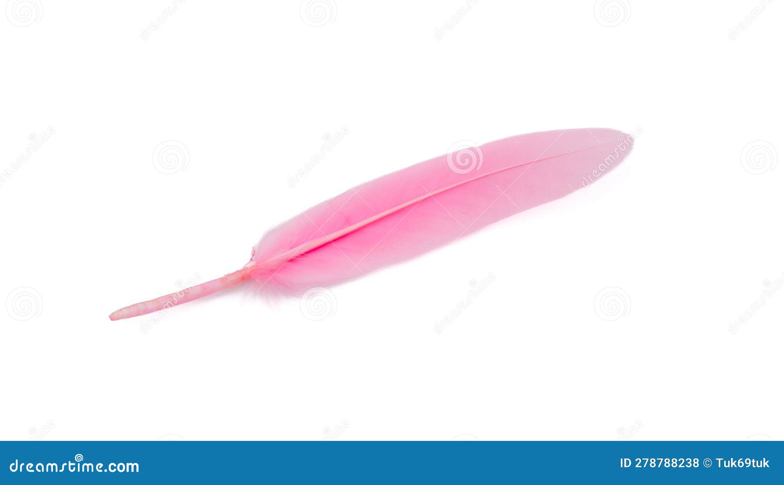 Pink Feather Isolated on White Background Stock Photo - Image of fluffy ...