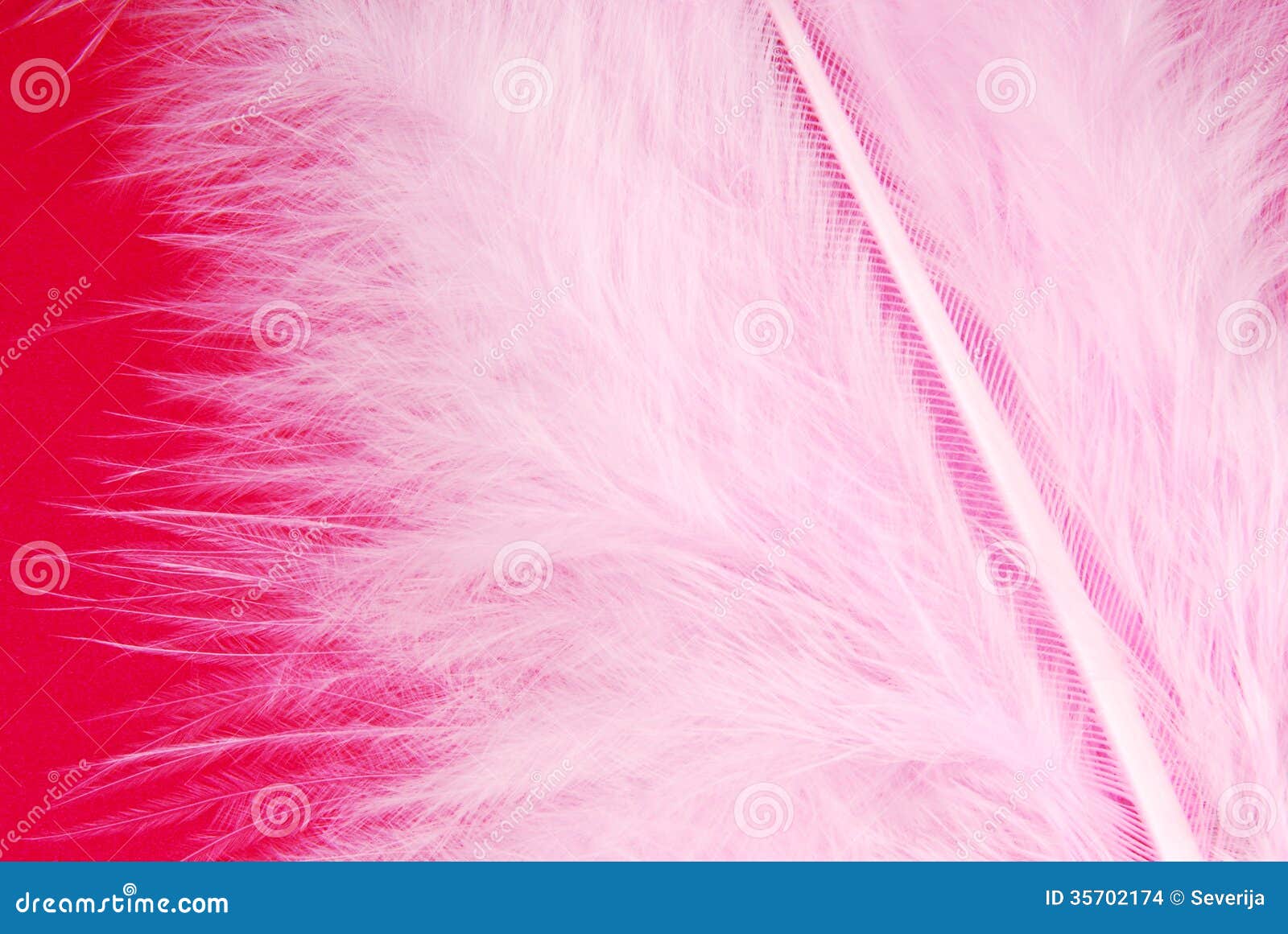 Pink Feather Plumage Texture Stock Photo - Image of abstract, colorful ...