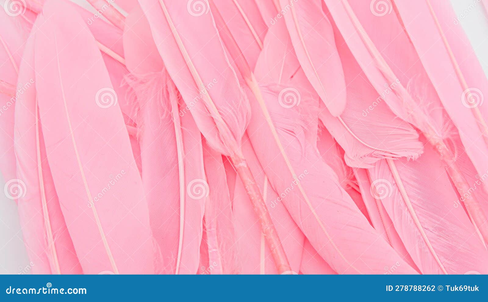 Pink Feather Wool Pattern Texture Background Stock Photo - Image of ...