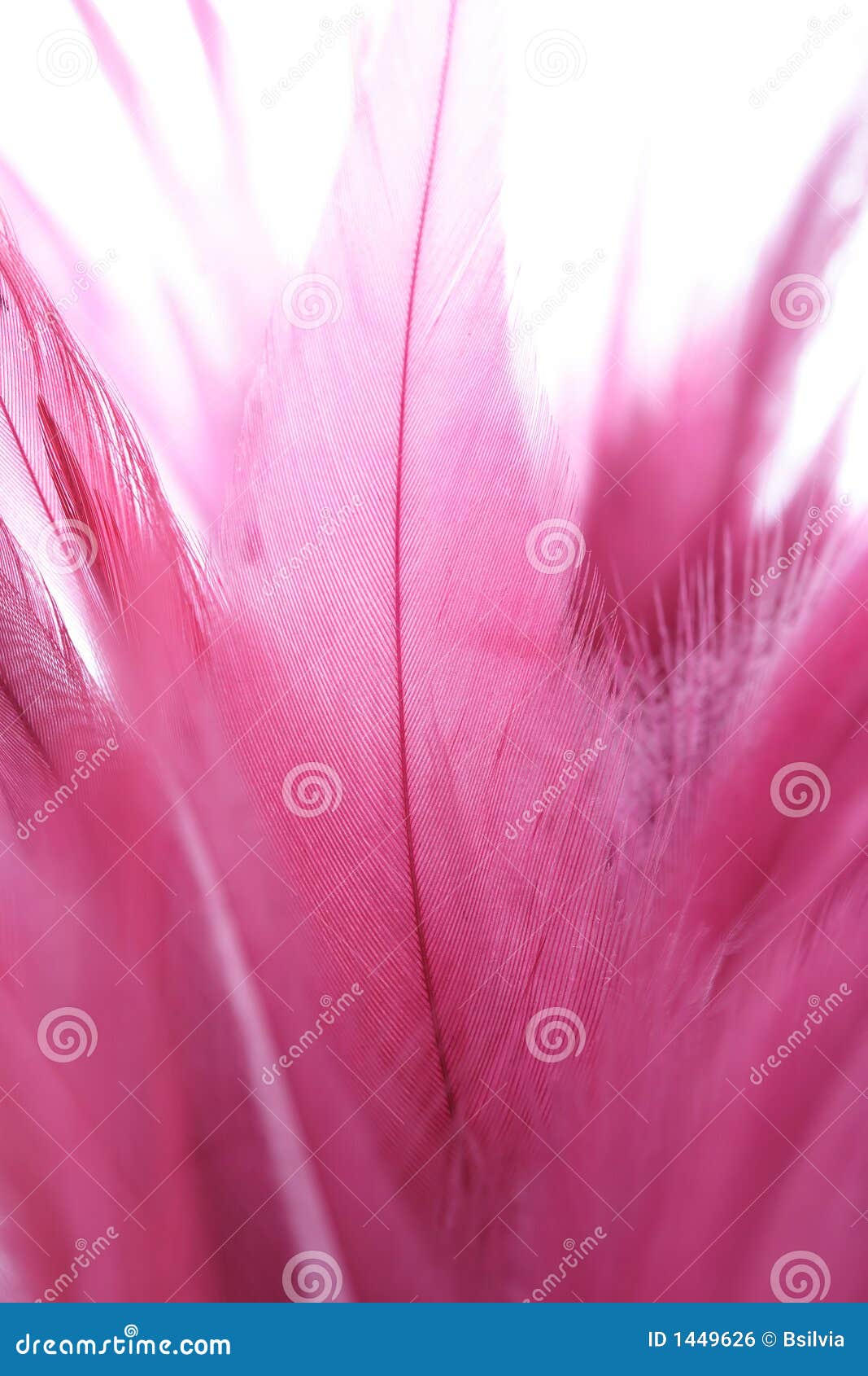Pink feathers stock photo. Image of detail, conceptual - 1449626