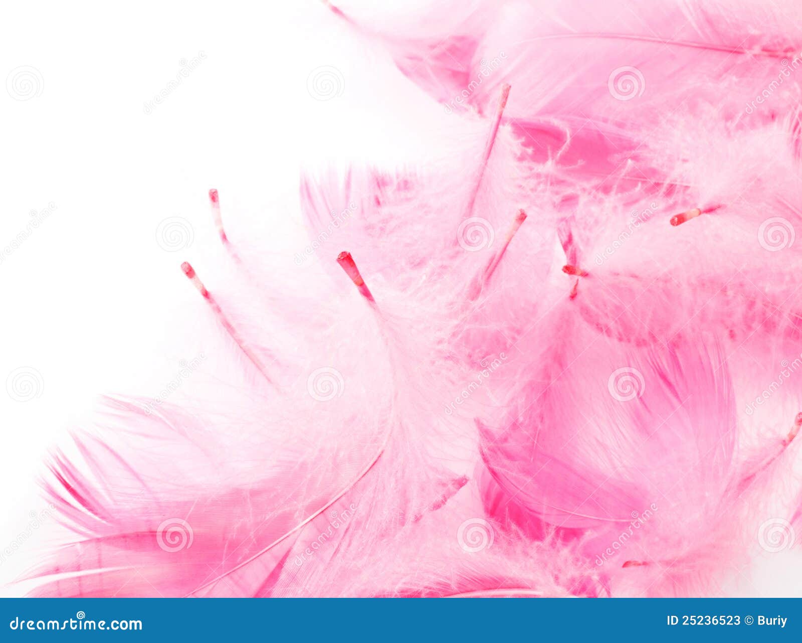 Feather Pink