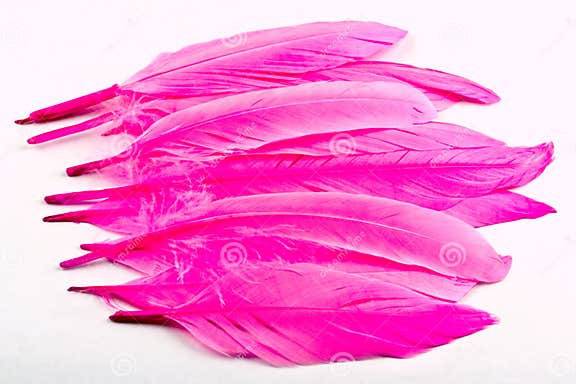 Bright Vivid Pink Feathers on a White Background. Stock Image - Image ...