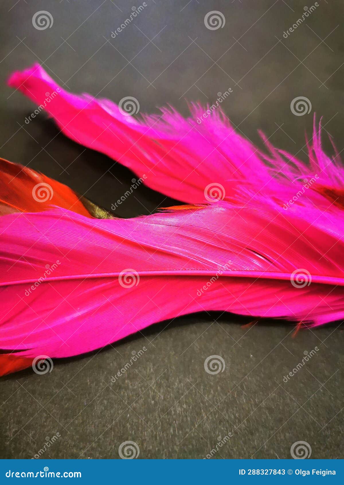 Pink Bird Feathers on a Black Background. Stock Image - Image of ...
