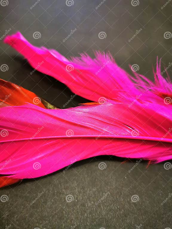 Pink Bird Feathers on a Black Background. Stock Image - Image of ...