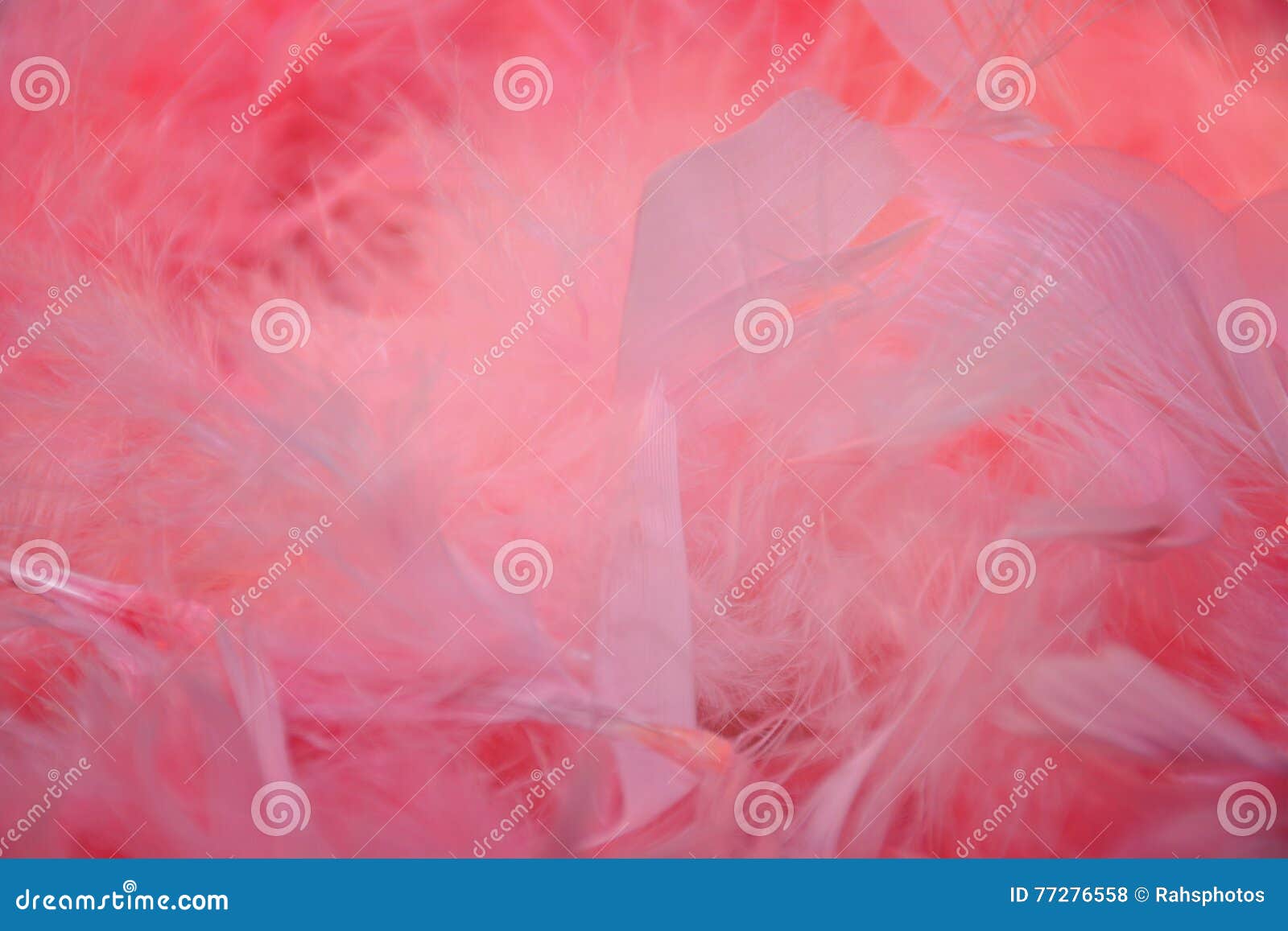 Pink Feathers stock photo. Image of costume, marketing - 77276558