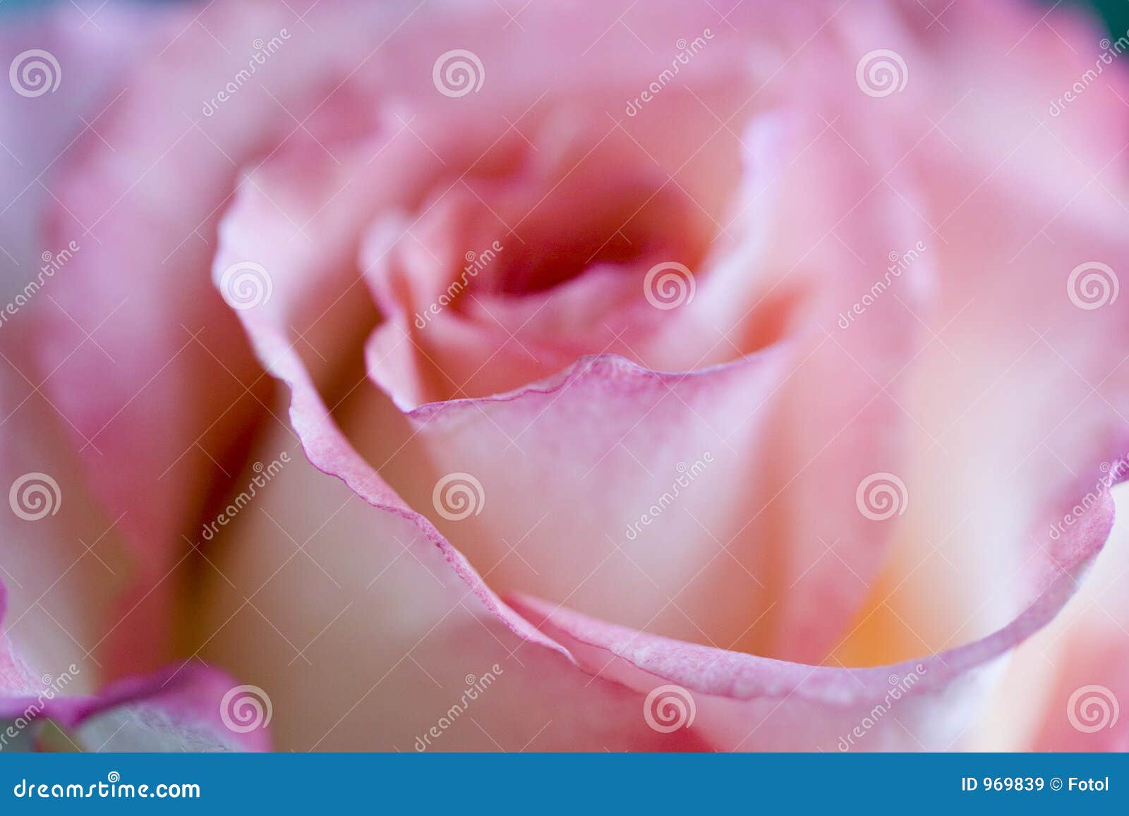 Pink feeling stock image. Image of colour, exility, odour - 969839