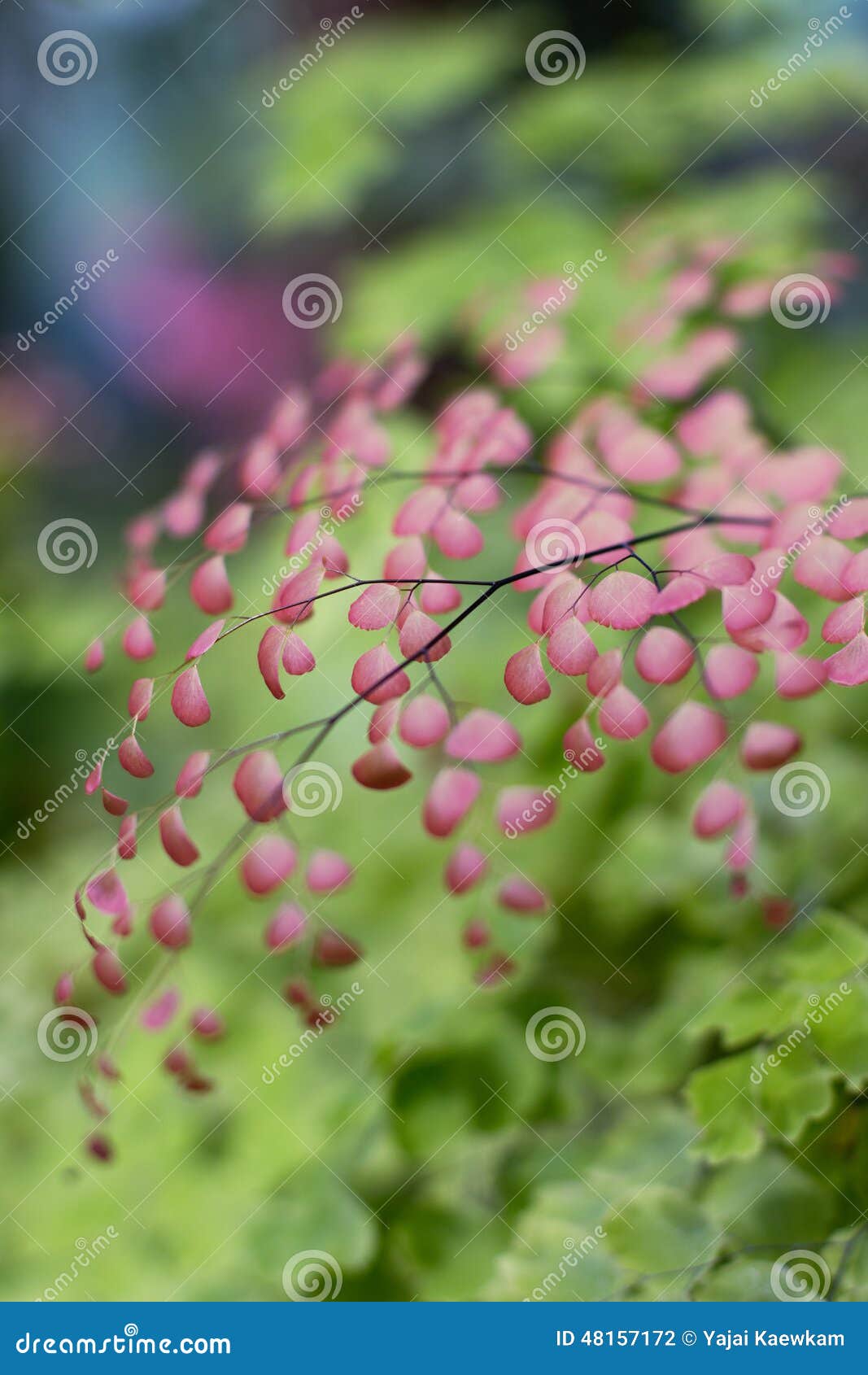 Pink fern leaf stock photo. Image of blurred, fern, pink - 48157172