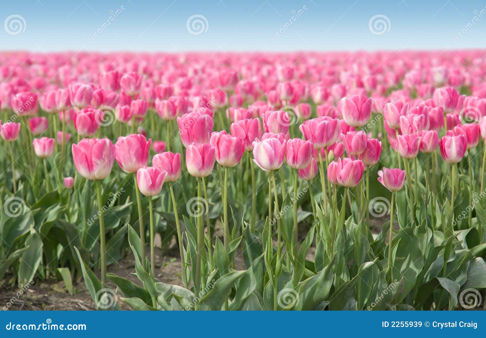 Pink field of Tulips stock image. Image of hundreds, multiple - 2255939