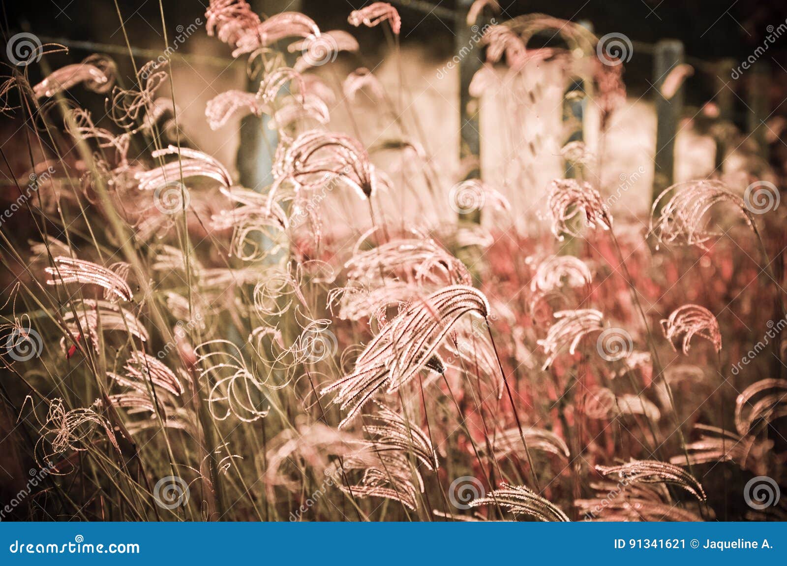 Pink field stock image. Image of effect, flashy, flower - 91341621