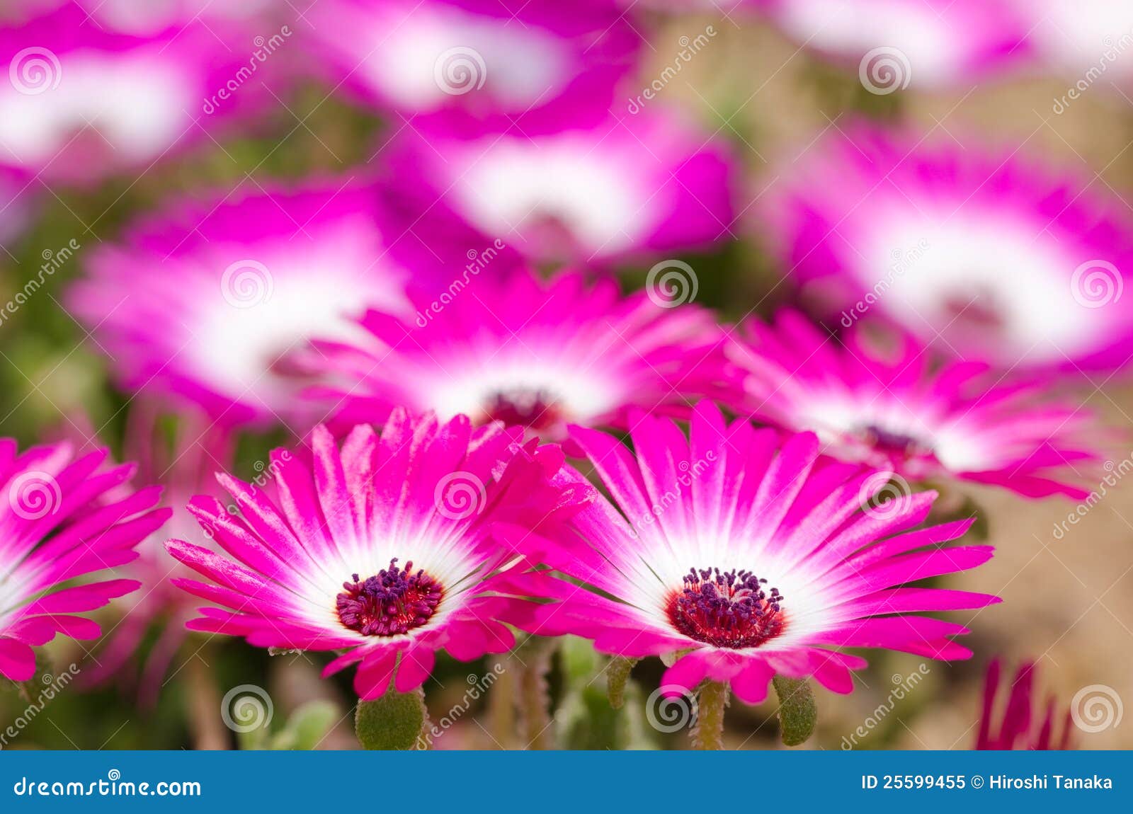 Pink fig marigold stock image. Image of flores, botanical - 25599455