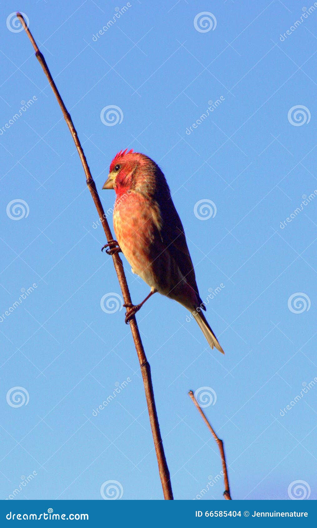 Pink Finch stock photo. Image of branch, finch, pink - 66585404